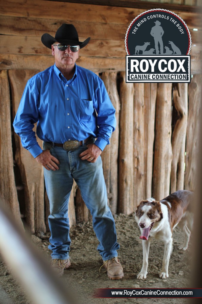 Media – Roy Cox Canine Connection